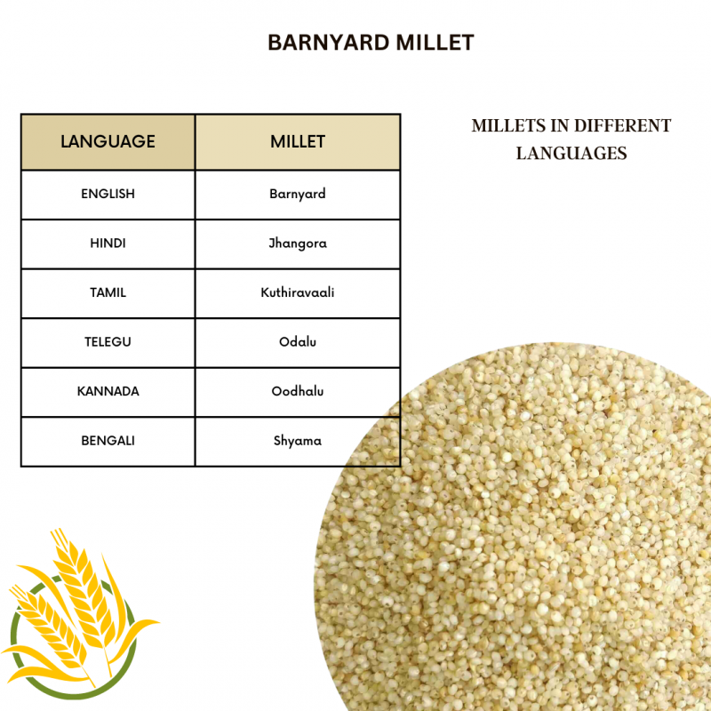 Native Pods Barnyard Millet Unpolished 500gm- Sanwa - Gluten free and ...