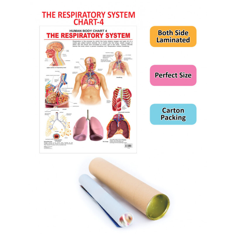 The Respiratory System Chart | Lung health promotion guide | Healthcare ...