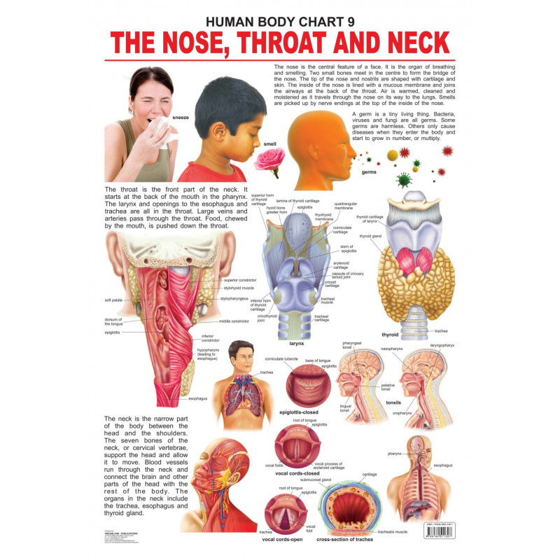 The Nose, Throat & Neck Chart | Anatomy for students | Visual aid for ...