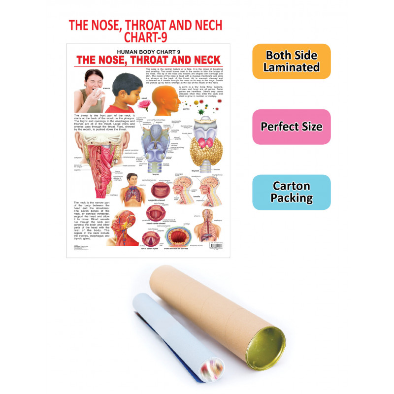 The Nose, Throat & Neck Chart | Anatomy for students | Visual aid for ...