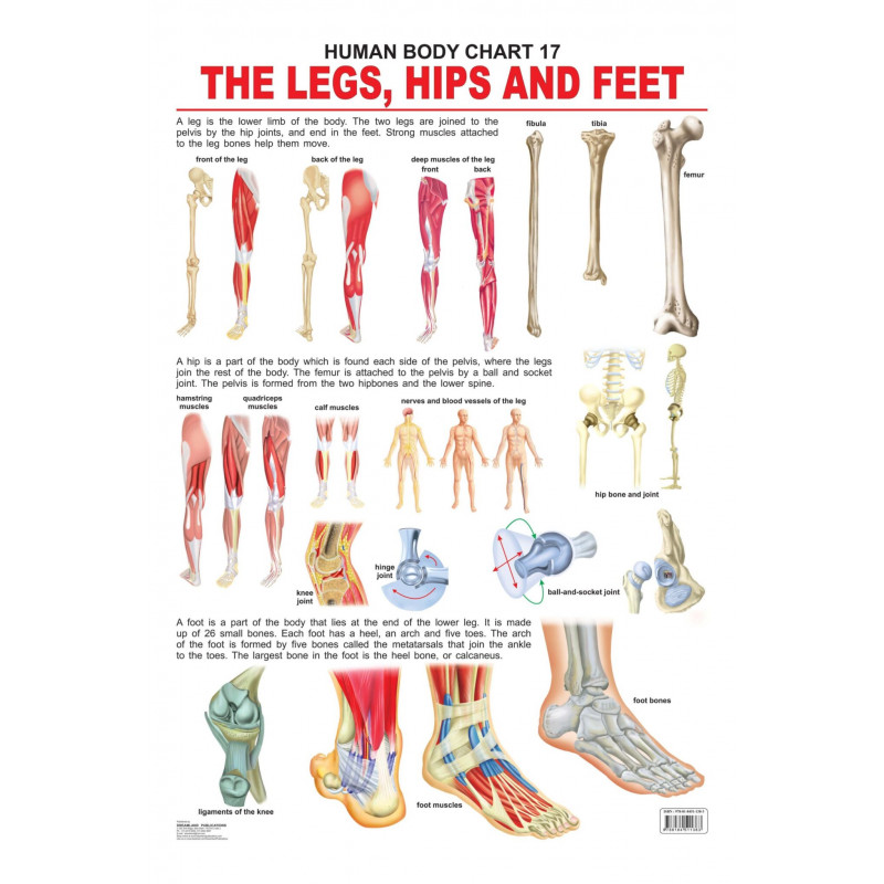 The Hips, Legs & Feet Chart | Ideal for medical education | Muscular ...