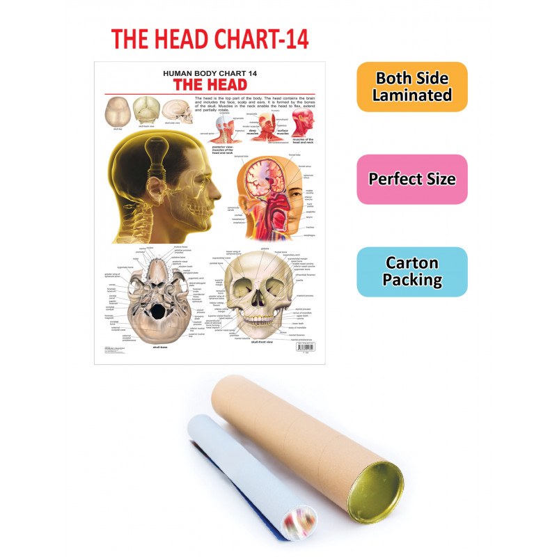 The Head Chart | Head wellness resource | Head physiology guide | Head ...