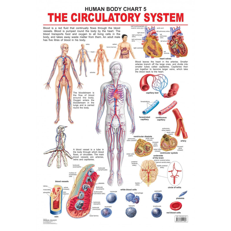 The Circulatory System Laminated Wall Chart | Anatomy Poster | School ...