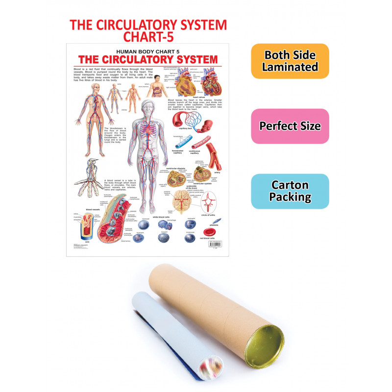 The Circulatory System Laminated Wall Chart | Anatomy Poster | School ...