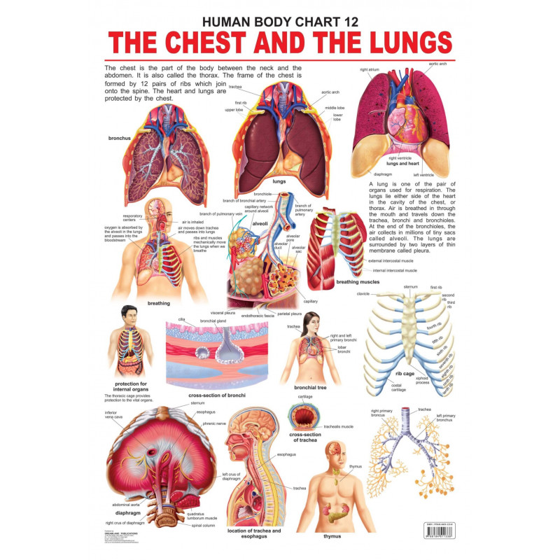 The Chest and the Lungs Wall Chart | Human Body Anatomy Poster | Chest ...