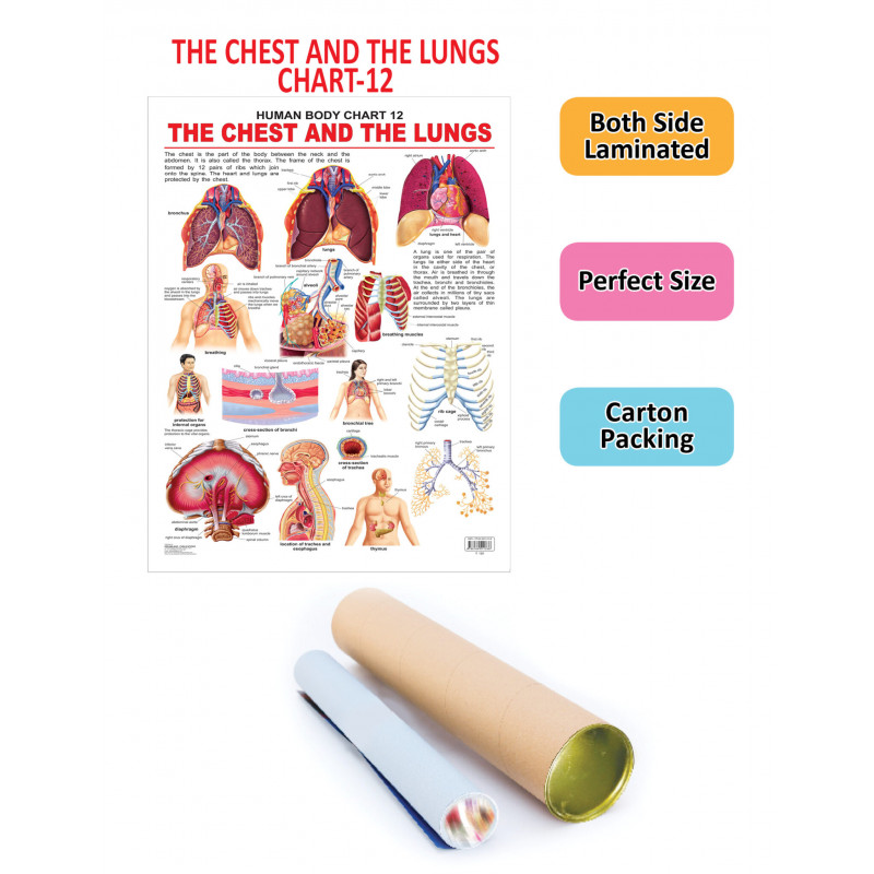 The Chest and the Lungs Wall Chart | Human Body Anatomy Poster | Chest ...